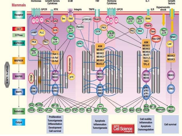 MAPK pathway, | PPTX | Endocrine and Metabolic Diseases | Diseases and ...