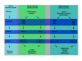 MAPK pathway, | PPTX