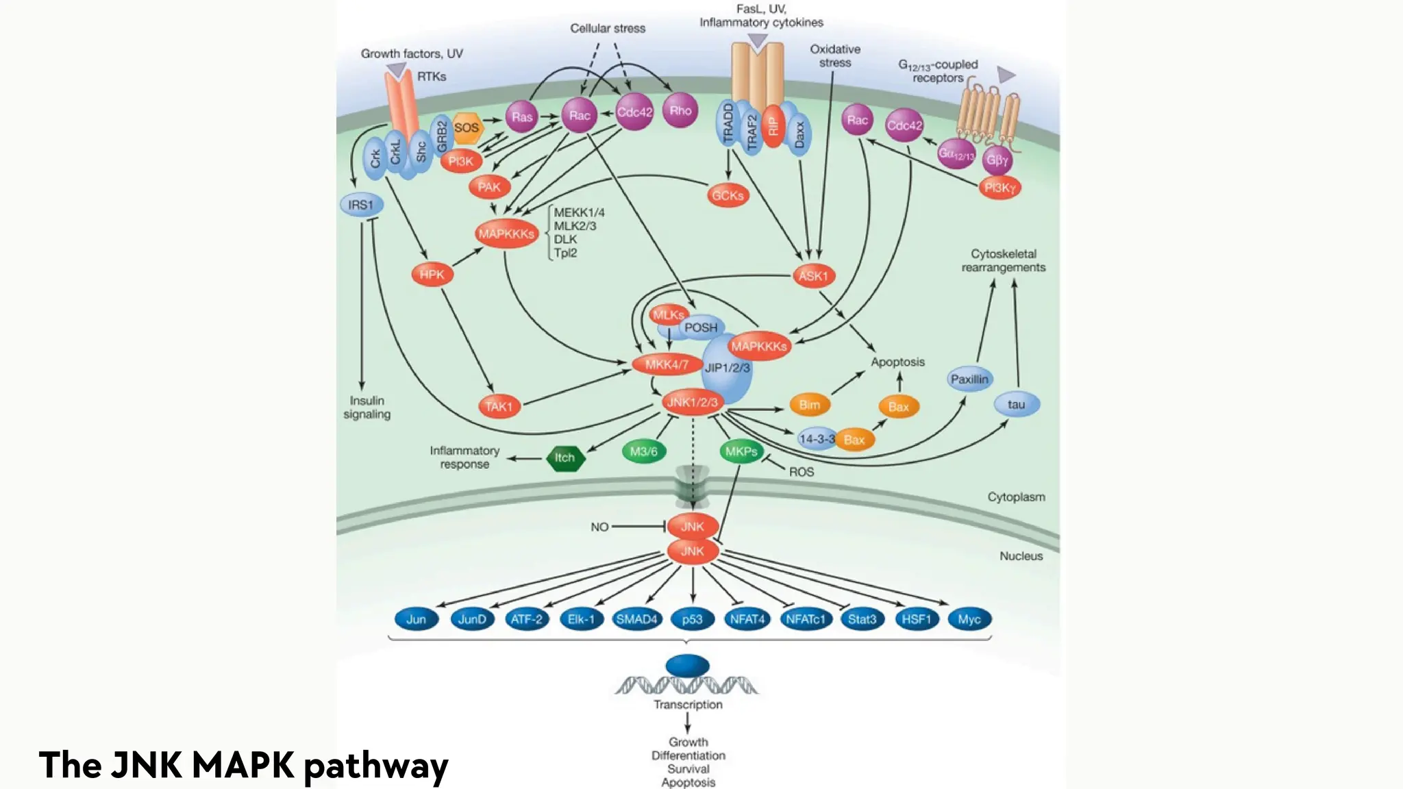 MAPK (mitogen-activated protein kinase) Pathway .pdf