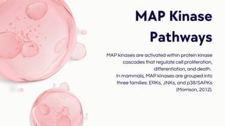 MAPK (mitogen-activated protein kinase) Pathway .pdf