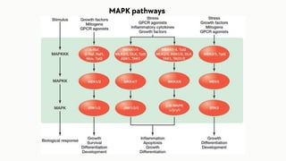 MAPK (mitogen-activated protein kinase) Pathway .pdf