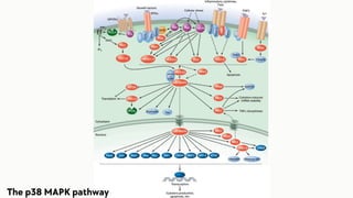 MAPK (mitogen-activated protein kinase) Pathway .pdf