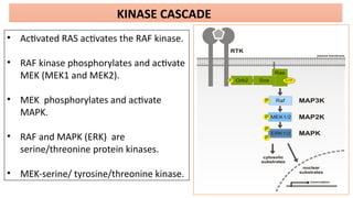 MAPK pathway Advanced pharmacology ( M . PHARM ).pptx