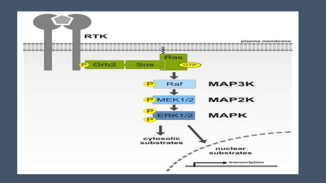 Mapk pathways | PPTX
