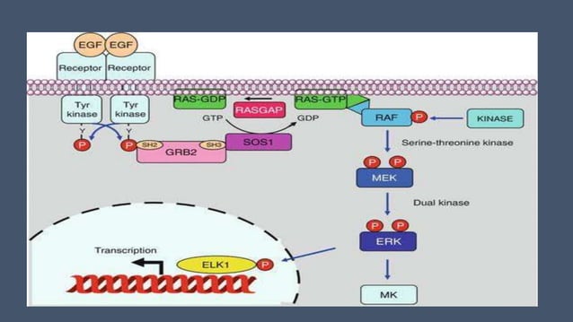 Mapk pathways | PPTX