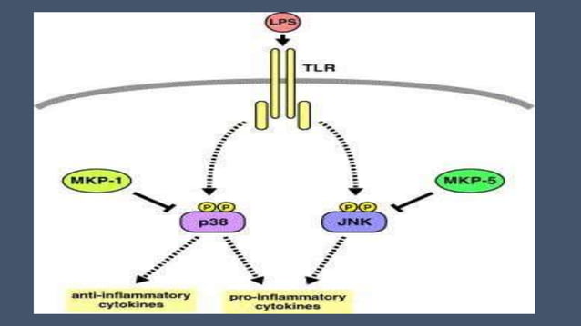Mapk pathways | PPTX