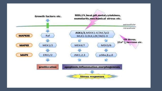 Mapk pathways | PPTX
