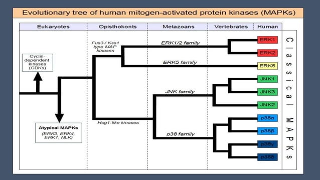 Mapk pathways | PPTX