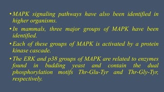 Mapk pathways | PPTX