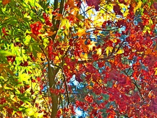 Hybrid Maple in Fall | PPT