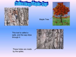 Maple Sugaring Gr5 | PPT