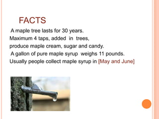 Maple syrup copy (2) | PPTX | Woodworking | Arts and Crafts