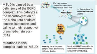 Maple Syrup Urine Disease Chromosome