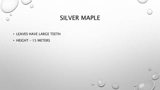Maple trees | PPTX
