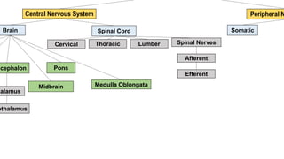 Map of Nervous System.pptx