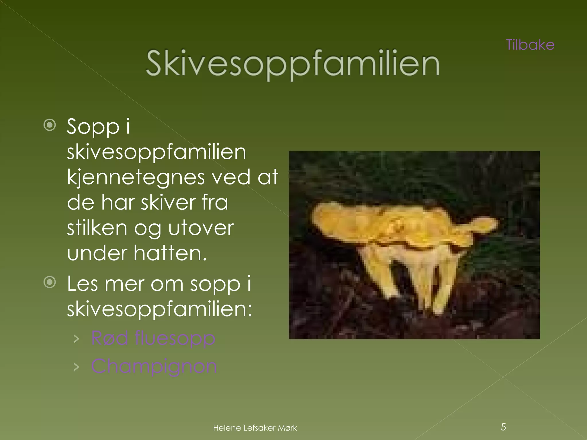 Mappeoppgave 1 | PPT