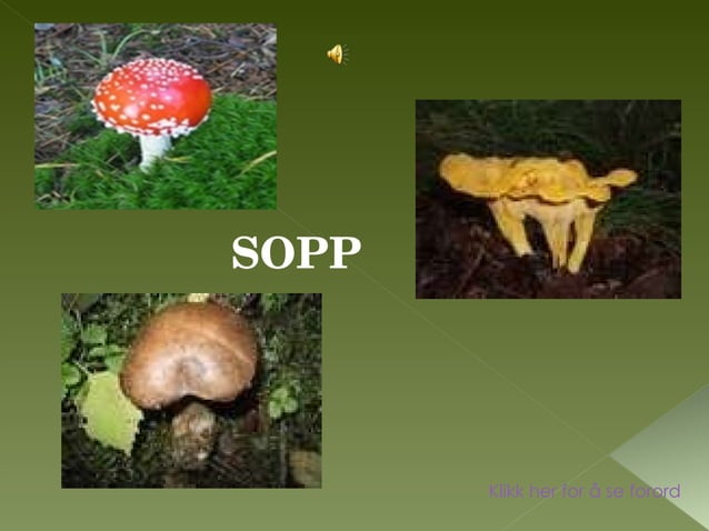 Mappeoppgave 1 | PPT