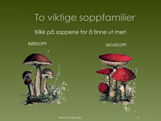 Mappeoppgave 1 | PPT
