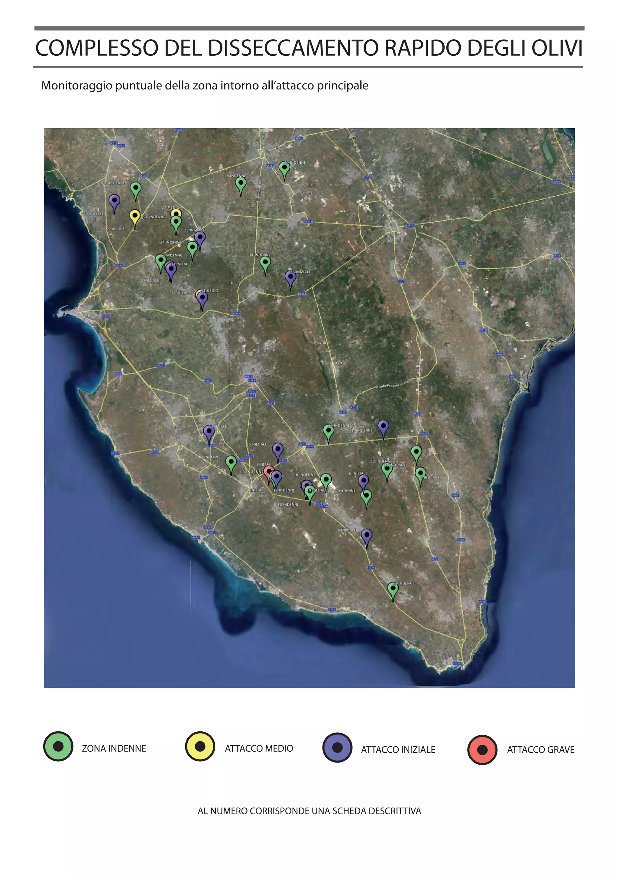 Salento, ulivi uccisi da batterio killer. Ecco la mappa delle zone ...