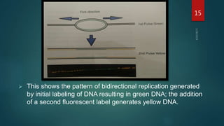 Mapping of origins of replication | PPTX
