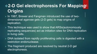 Mapping of origins of replication | PPTX