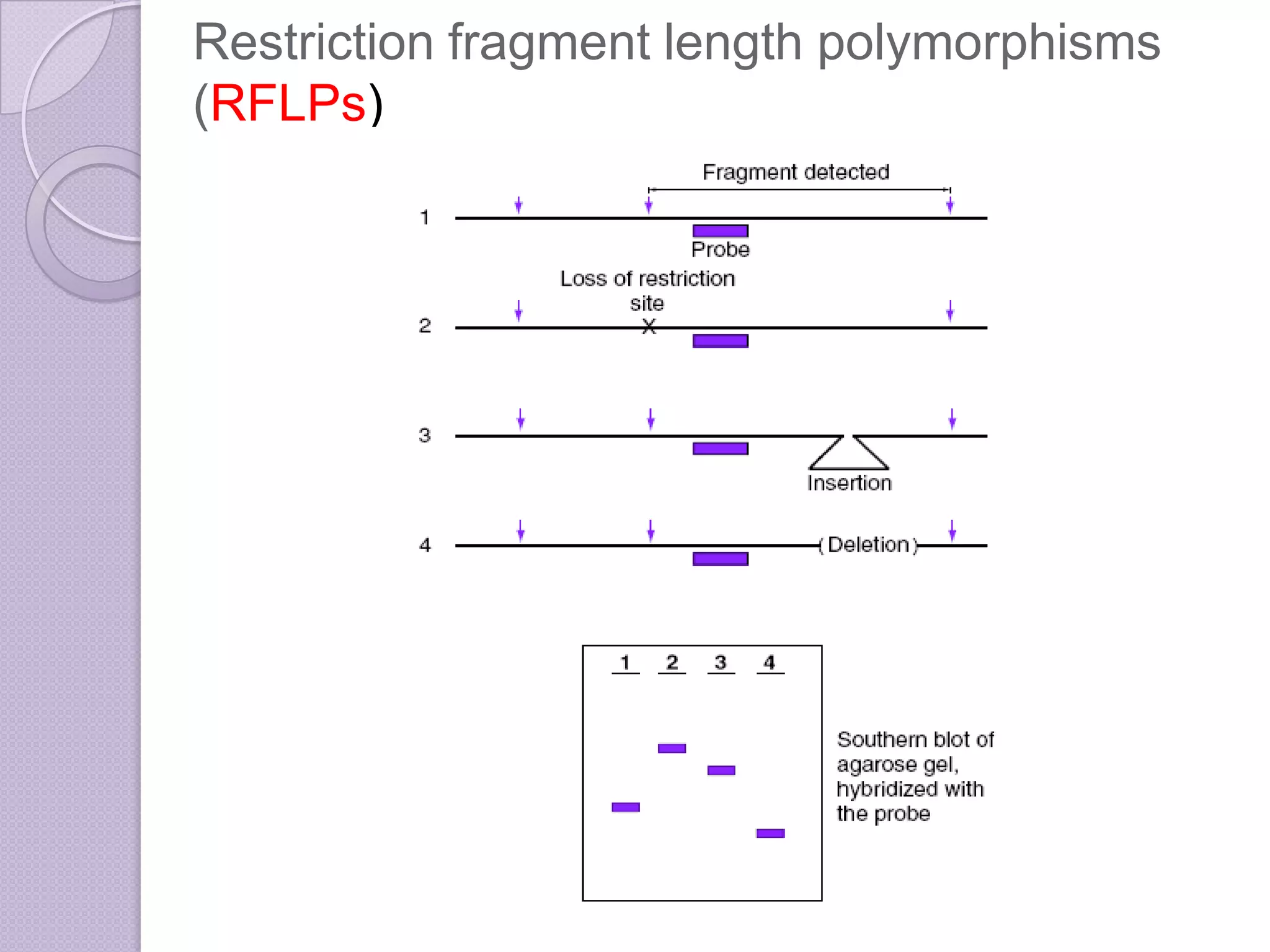 Genome Mapping | PPTX
