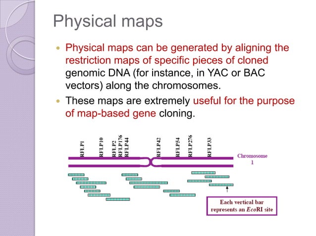 Genome Mapping | PPTX | Genetics | Science