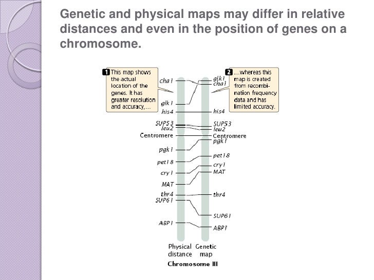 Genetic Versus Physical Map Comparison Of The Physical
