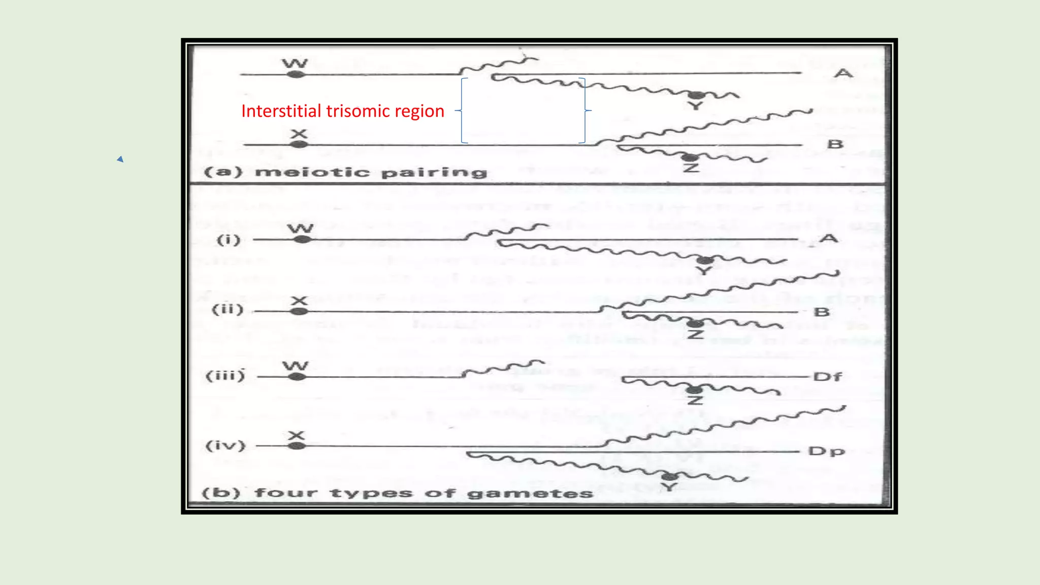 Location and mapping of chromosomes using conventional and cytological ...