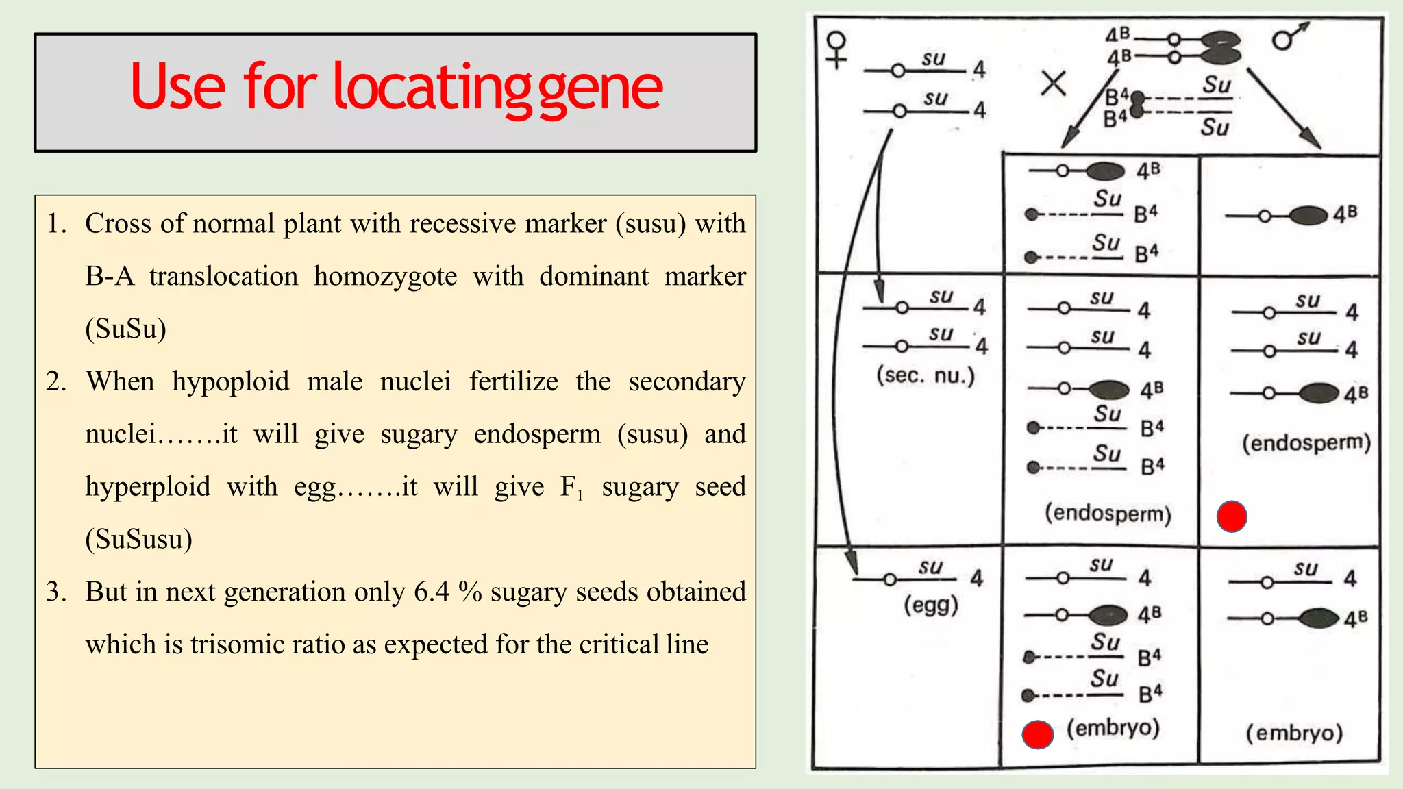 Location and mapping of chromosomes using conventional and cytological ...