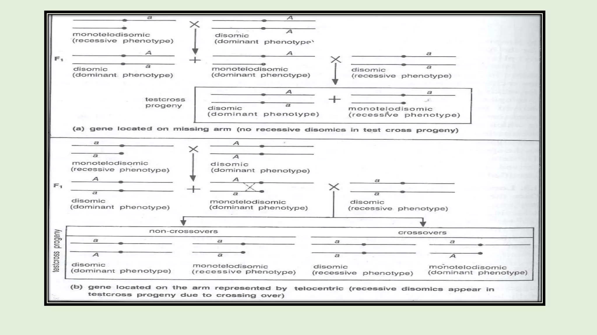 Location and mapping of chromosomes using conventional and cytological ...