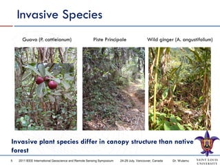 mapping-invasive-plant-species-in-tropical-rainforest-using ...