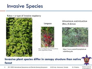 mapping-invasive-plant-species-in-tropical-rainforest-using ...