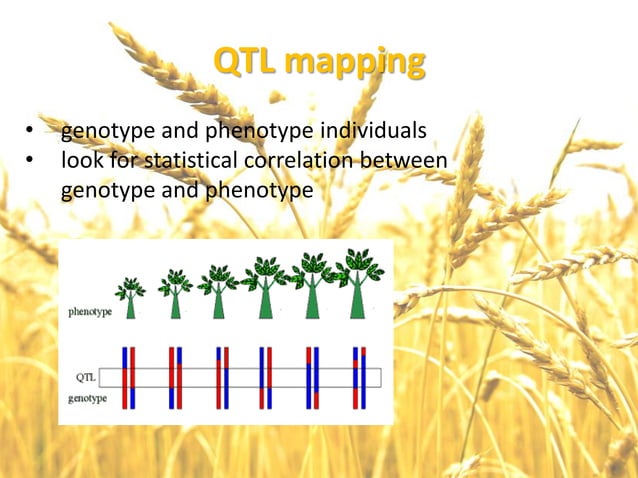 Mapping and QTL | PDF | Genetics | Science