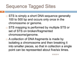 genome Mapping by pcr | PPTX | Chemistry | Science