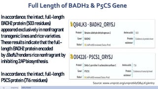 MOLECULAR MAPPING Of AROMATIC GENES IN RICE | PPT