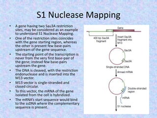 Mapping the bacteriophage genome | PDF