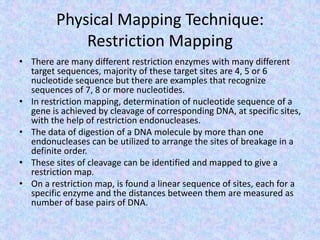 Mapping the bacteriophage genome | PDF