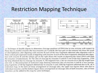 Mapping the bacteriophage genome | PDF