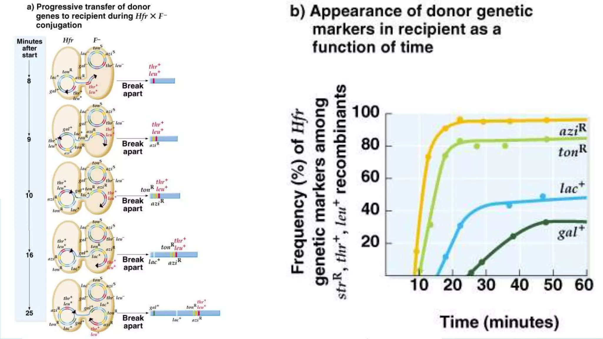 Mapping the genome of bacteria | PPTX