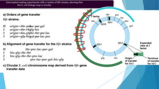 Mapping the genome of bacteria | PPTX