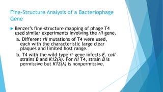 Mapping the genome of bacteria | PPTX