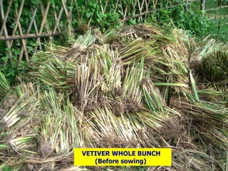 Vetiver Cultivation Technique | PPT