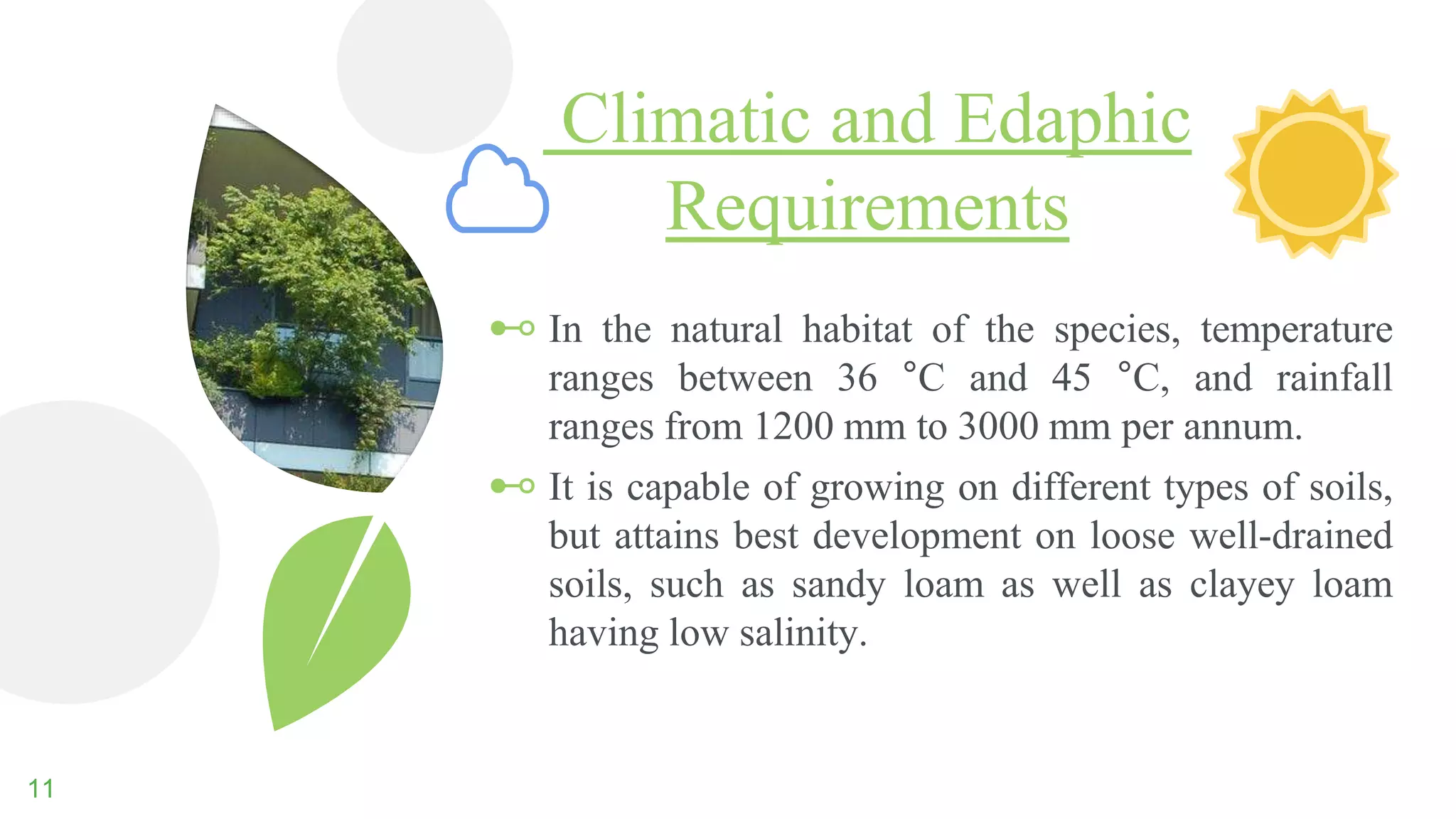 Terminalia chebula (Harro) | PPTX