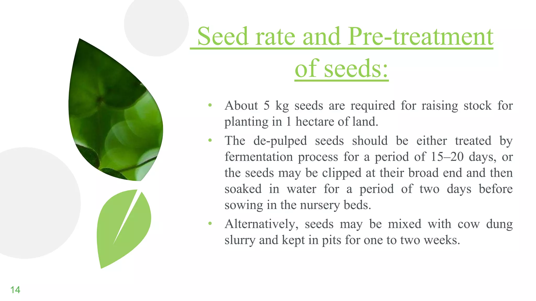 Terminalia chebula (Harro) | PPTX