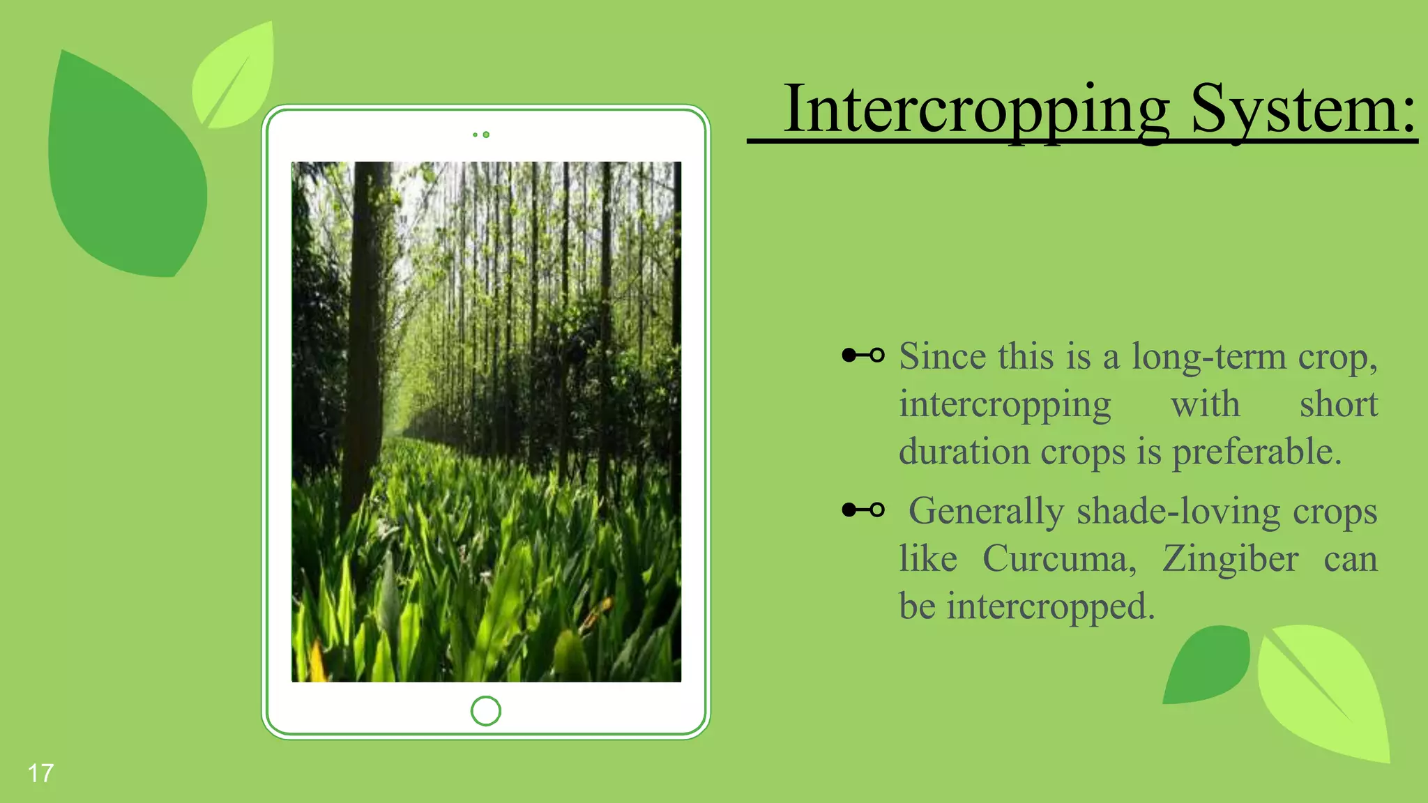 Terminalia chebula (Harro) | PPTX