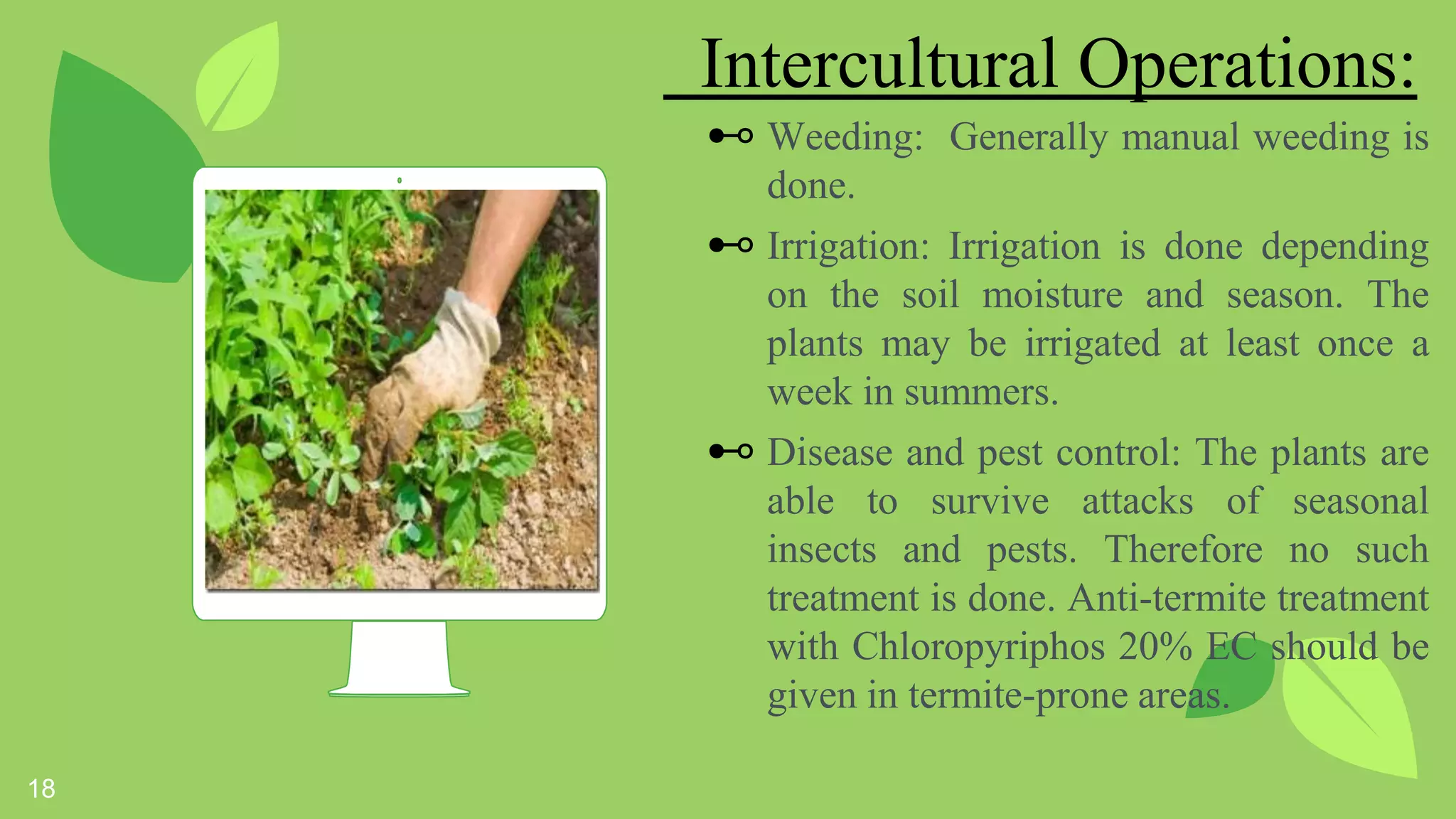 Terminalia chebula (Harro) | PPTX