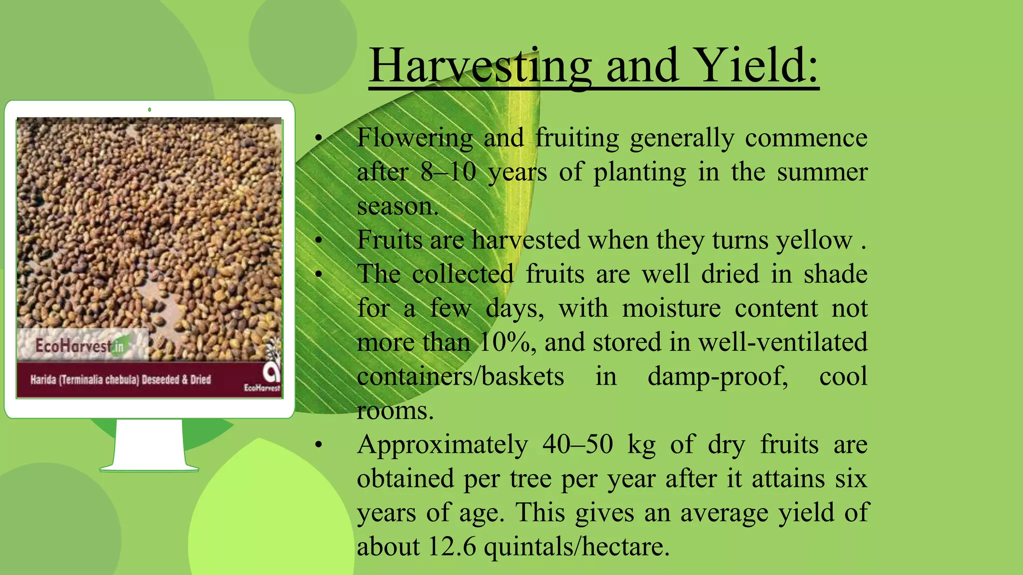 Terminalia chebula (Harro) | PPTX