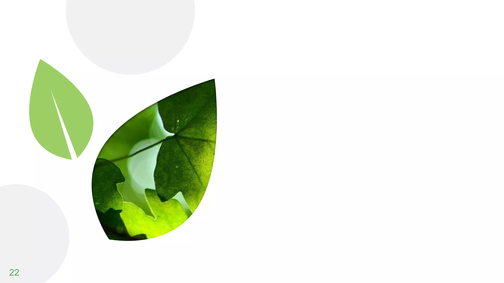 Terminalia chebula (Harro) | PPTX