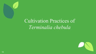 Terminalia chebula (Harro) | PPTX